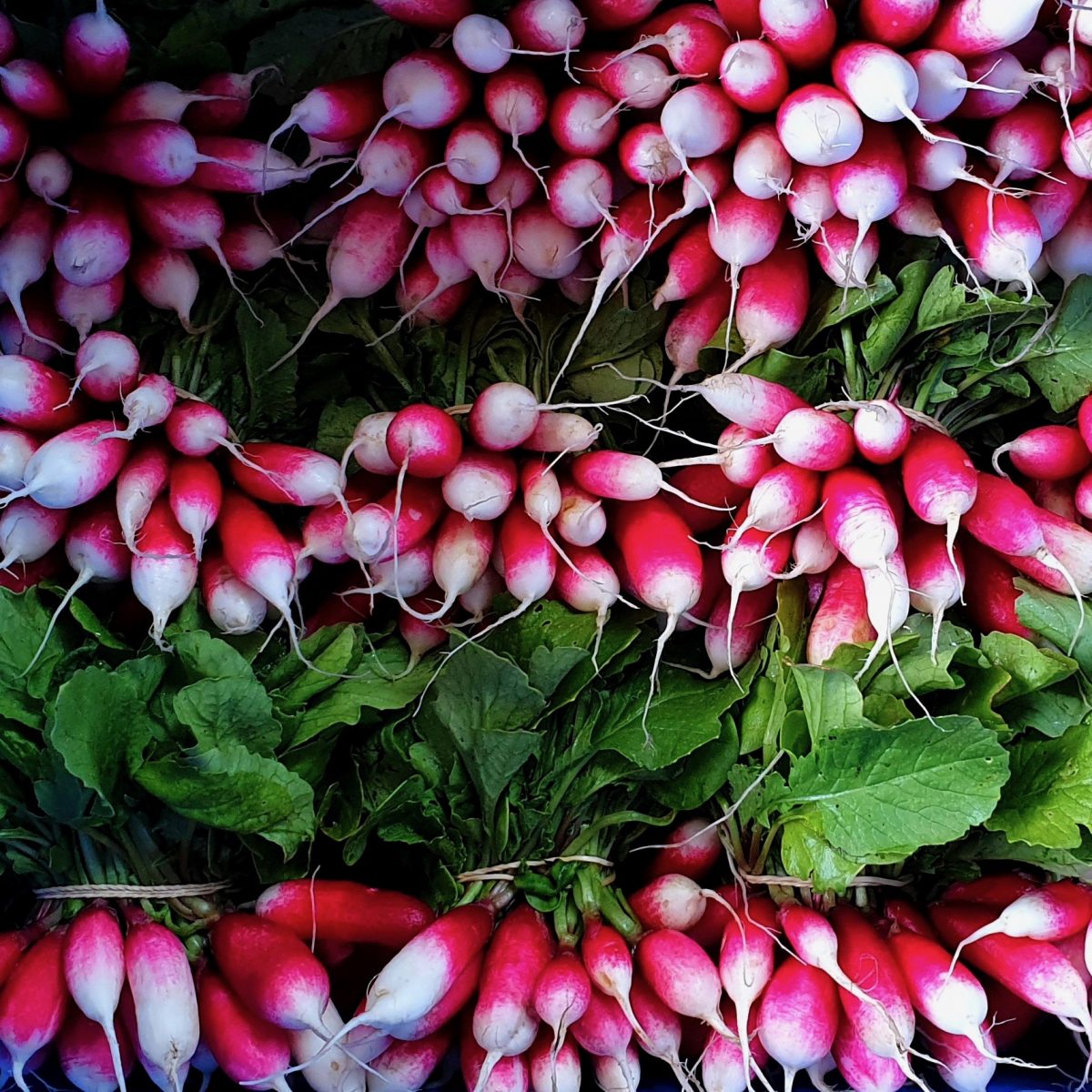 Radieschen Bund – Lielonhof.at