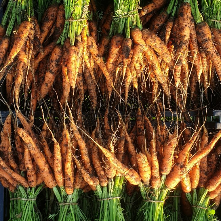 Karotten Bund – Lielonhof.at