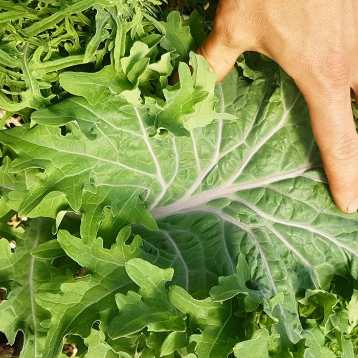 Roter russischer Blattkohl – Lielonhof.at