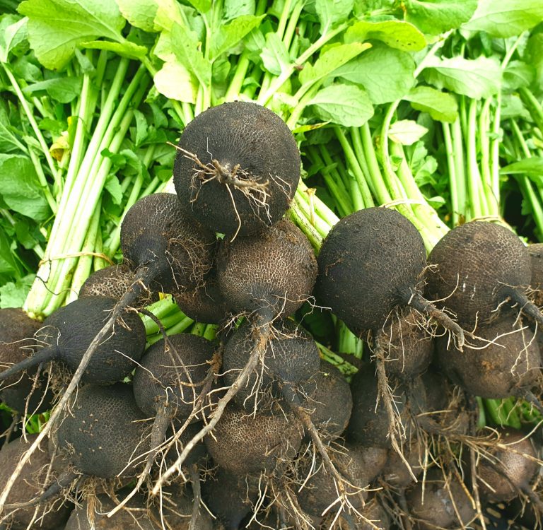 Schwarzer Rettich 500g (lose) – Lielonhof.at